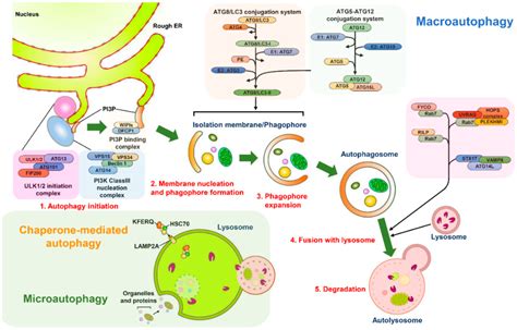 Schematic Diagram Of The Autophagy Pathway There Are Three Main Types Download Scientific