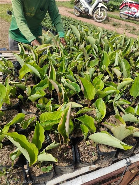 รายชื่อร้านขายกระชาย ในอำเภอภูเรือ จังหวัดเลย