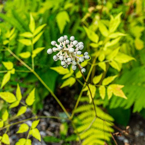 Actaea Pachypoda Native Gardens Of Blue Hill