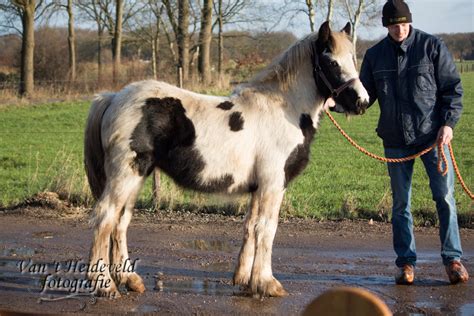 1e Premie Tinker Merrie Bokt Nl