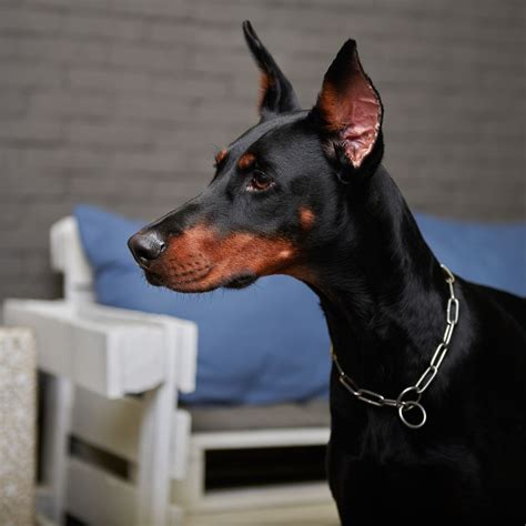 Doberman Ear Cropping Chart Doberman Breed Guide Scrumbles