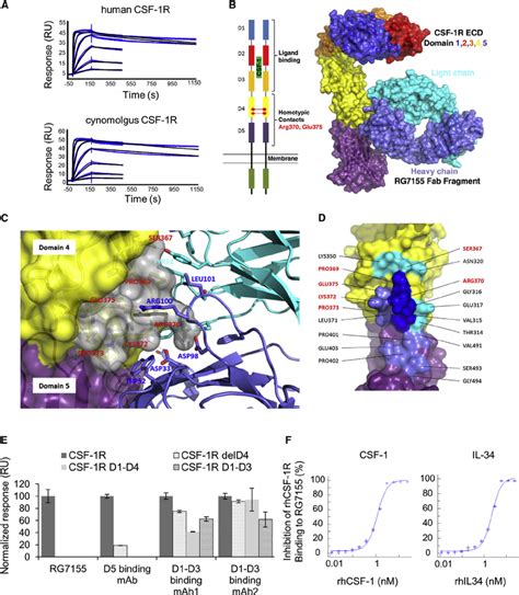 Rg7155 Binds To The Human Csf 1r Dimerization Interface A Spr Download Scientific Diagram