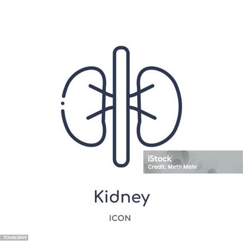의료 개요 컬렉션에서 선형 신장 아이콘 얇은 라인 신장 아이콘 흰색 배경에 고립입니다 신장 유행 삽화 건강관리와 의술에 대한 스톡 벡터 아트 및 기타 이미지 Istock
