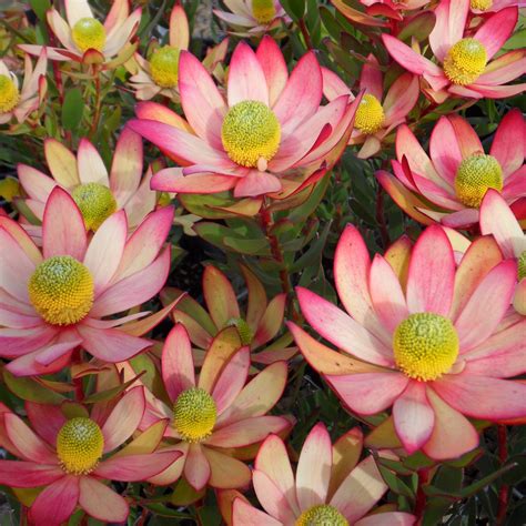 Fynbos Plants Indigenous South African Flora Cape Garden Online