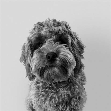 Chewie Locomotion Creative