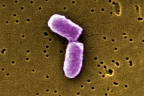 Prokaryotic Cells Structure Function And Definition