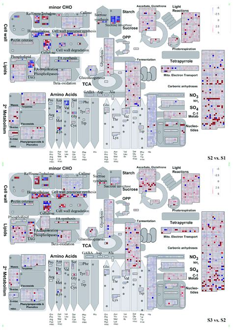 Mapman Metabolism Overview Maps Show Differences In Transcript Levels