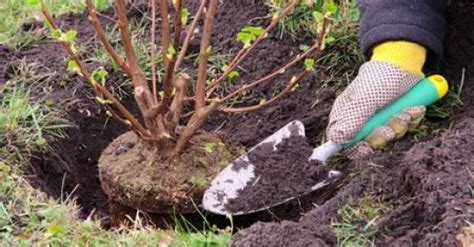 Arbustes Comment Planter Un Arbuste