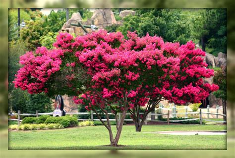 Crepe Myrtle In Spanish At Cody Schlater Blog