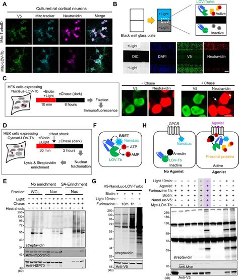Substrate Furimazine Promega Bioz