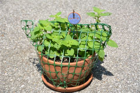 Armored Catnip Pot Rgardening Armored Catnip Pot Rgardening