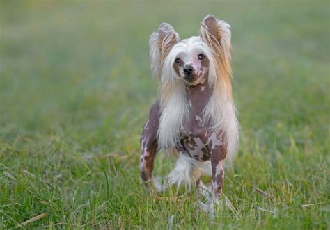 Crestado Chino El Perro Sin Pelo