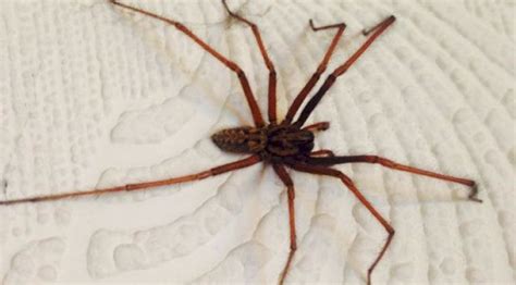 What Is The Best Way To Control Spiders Active Pages