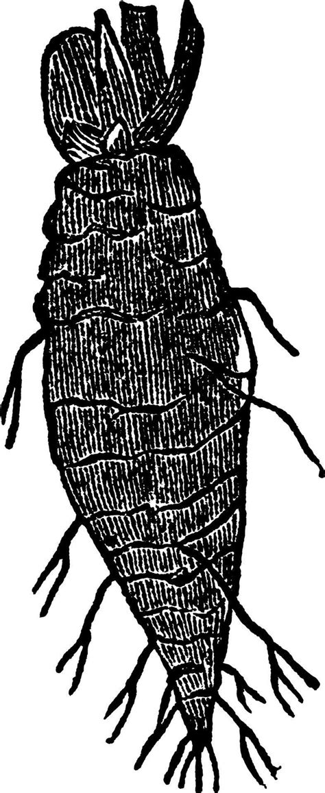 Fusiform Root Vintage Illustration 13472767 Vector Art At Vecteezy Fusiform Root Vintage Illustration 13472767 Vector Art At Vecteezy