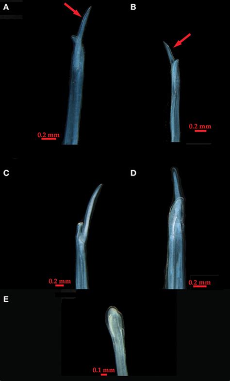 Appendix Masculina Photographs From Representative Individuals Download Scientific Diagram