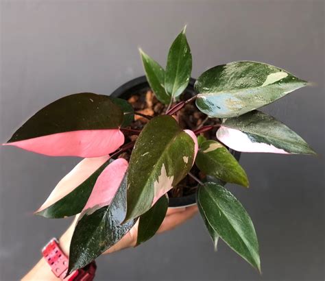 Philodendron Pink Princess Variegation Plants Cool Plants Philodendron