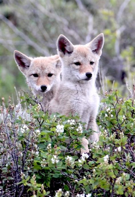 Coyote Pups Focusing On Wildlife