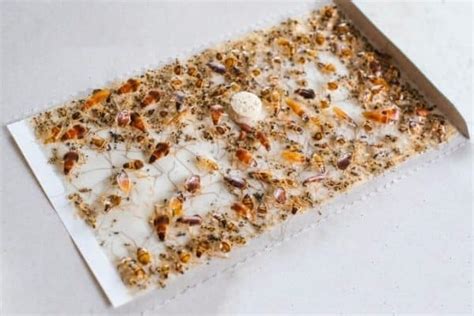 Homemade Bait For Cockroaches How To Get Rid Of Them