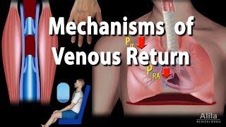 Mechanisms Of Venous Return Animation Science 8th Grade