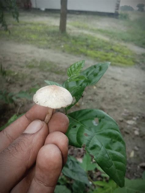 Beautiful Man Hands Picture Small Tree Nature Stock Image Image Of Tree Grass 256625067