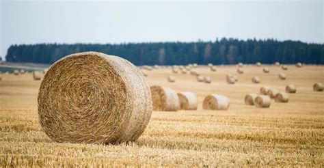 How Many Bales Of Hay Per Acre Optimizing Yield And Harvest The