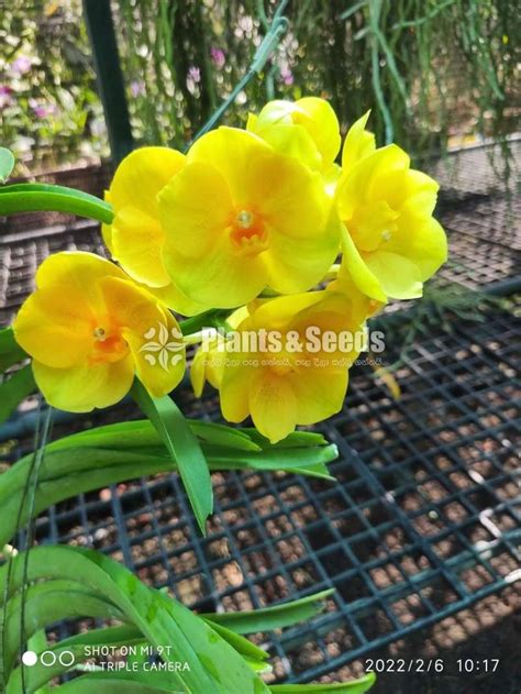 වැන්ඩා කහ පාට පොහොට්ටු සහිත පැල Plants And Seeds