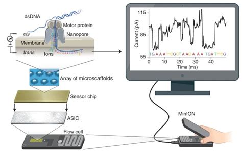 High Throughput Sequencing Hts Principle Steps Applications Biology Notes Online