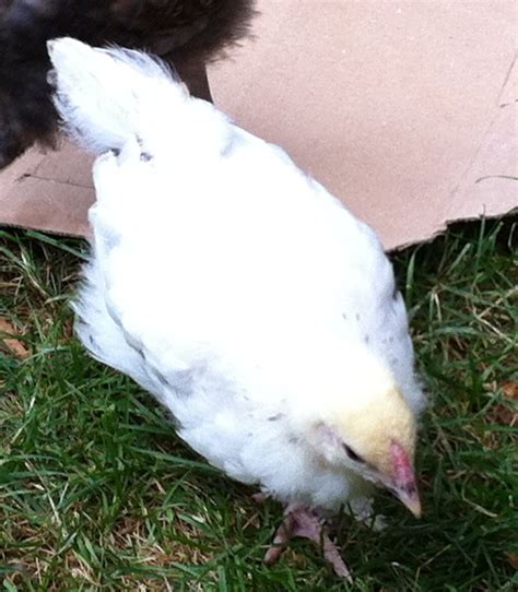 Light Brahma Pullet Or Cockerel Backyard Chickens Learn How To