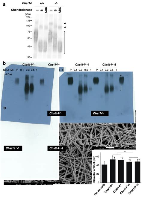 Effect Of Decorin Isolated From Chst14 −− Mice On The Fibrillar Download Scientific Diagram