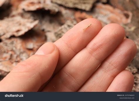 151 Thousand Splinter Royalty Free Images Stock Photos Pictures Shutterstock