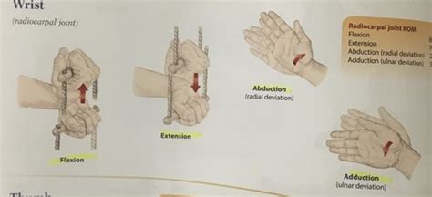 Carpal Tunnel Flashcards Quizlet