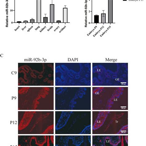 the expression profile of ssc mir 92b 3p a real time fluorescence