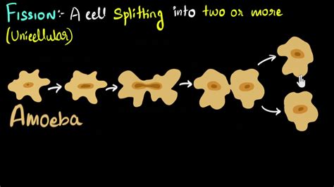 Multiple Fission Examples