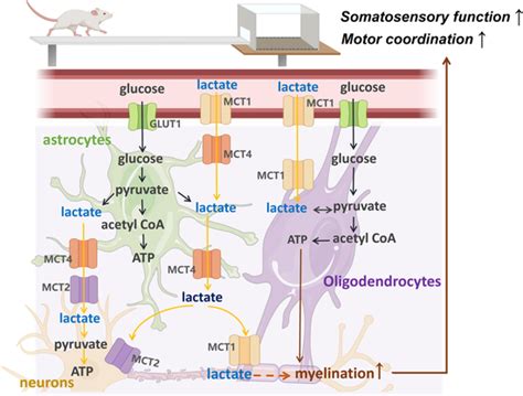 Lactate Promotes Remyelination Through Exogenous Lactate Injection And