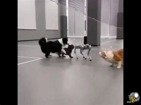 عکس العمل سگ های واقعی با سگ روبات فیلو