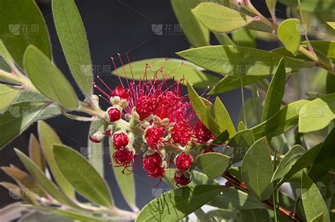 洗瓶刷花