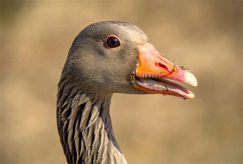 Eloquenz