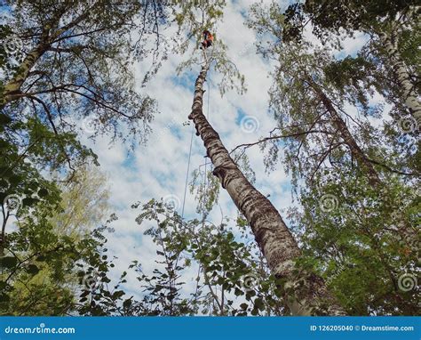 Arborist Work Stock Photo Image Of Trimming Working 126205040
