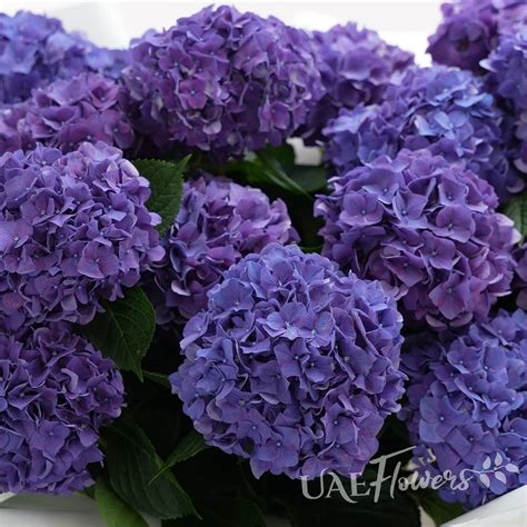 Purple Hydrangea Bouquet Same Day Flower Delivery Dubai
