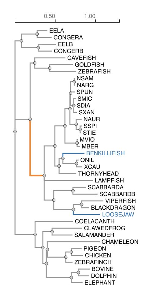 Labeling Phylogenetic Tree Programatically · Issue 40 · Veghyphy Analyses · Github