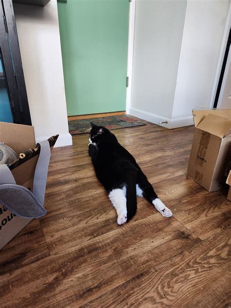 The Many Lewd Poses Of Princess My 10 Year Old Tuxie Rtuxedocats