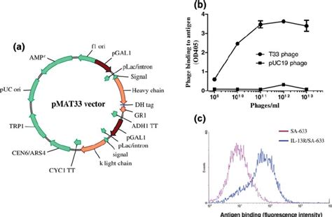 The Cross Phage Yeast Display Vector And Its Utilization In The Phage