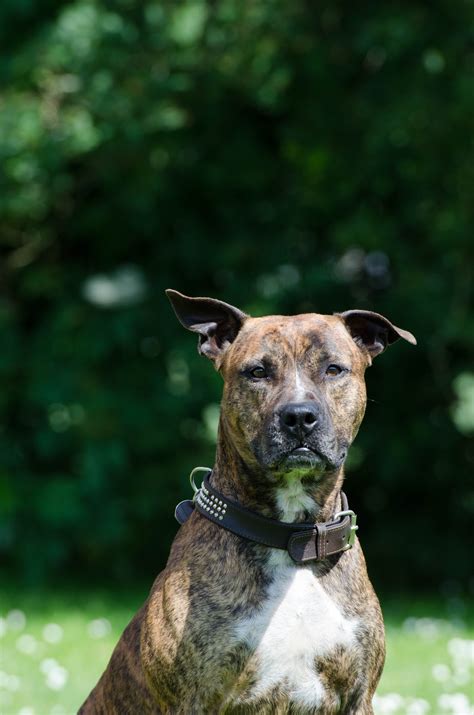 Brindle American Staffordshire Bull Terrier Staffordshire Bull Terrier