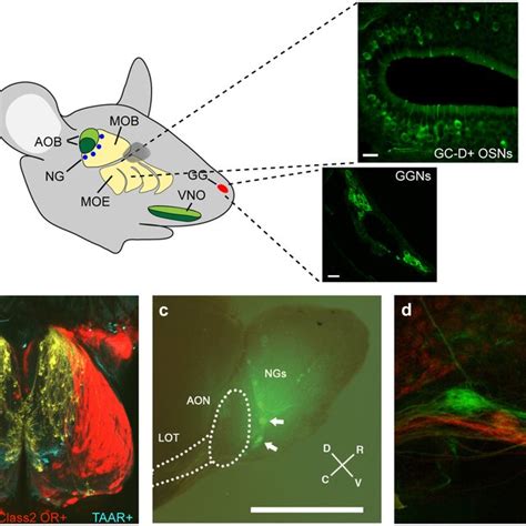 A Schematic Illustrating The Mouse Olfactory System Vno Vomeronasal Download Scientific