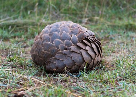 Pangolin Description Habitat Diet And Facts Britannica