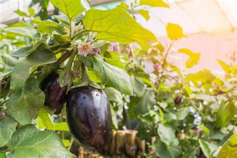 Female And Male Eggplant Myth Debunked Old Wives Tale