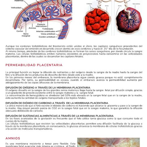 AnatomÍa Y FisiologÍa Placentaria Evidencia Individual 13 10 20