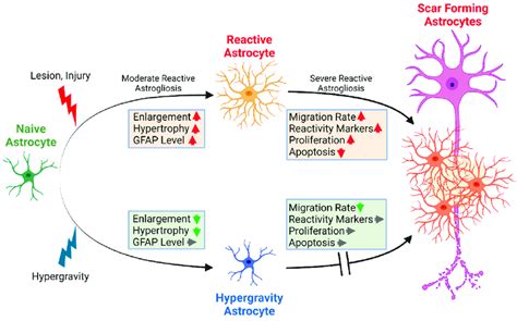 Schematic Overview Of The Process Of Astrocyte Reactivity Induction And Download Scientific