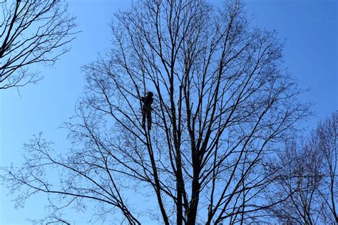 Why Structural Pruning Is Important For Young Trees Eco Tree Company