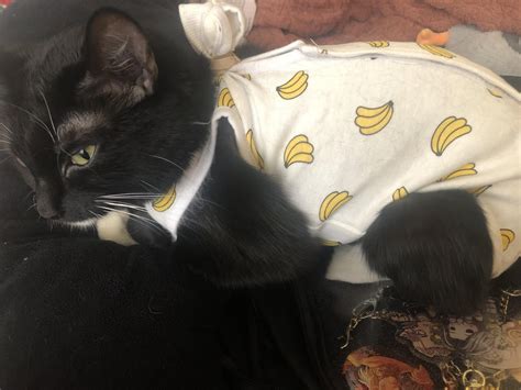 Show Me Your Angriest Cat Pictures Rcats